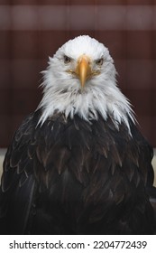 42,268 Eagle Look Images, Stock Photos & Vectors | Shutterstock
