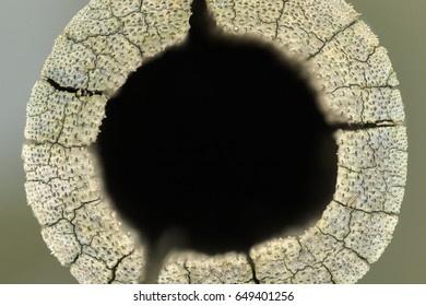 1,236 Bamboo Cross Section Images, Stock Photos & Vectors | Shutterstock
