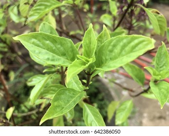 New Leaf Winter Session Gular Plant Stock Photo (Edit Now) 1289249077