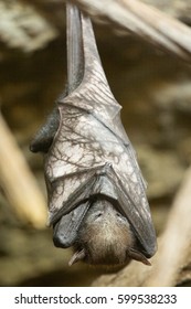 5,439 Bat sleeping Images, Stock Photos & Vectors | Shutterstock