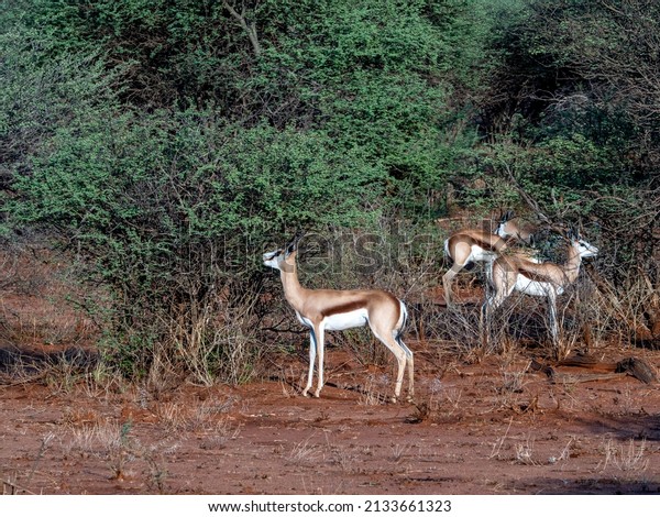 Closeup Beautiful Springbok Stock Photo 2133661323 | Shutterstock