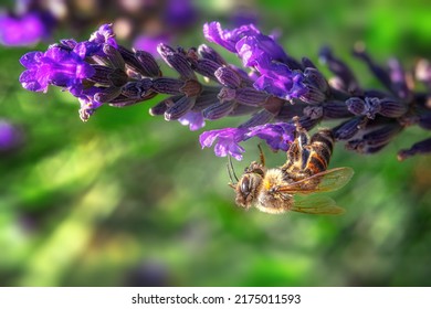 357 Upside down bee Images, Stock Photos & Vectors | Shutterstock