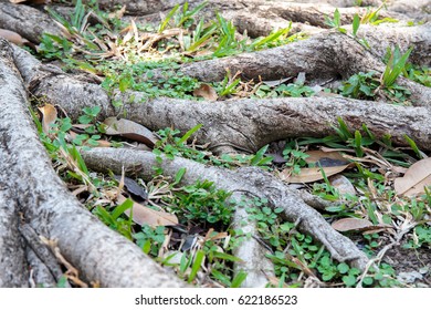 Closeup Big Tree Root Stock Photo 622186523 | Shutterstock