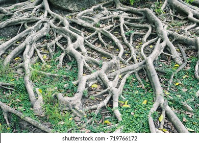 Closeup Big Tree Root Stock Photo 719766172 | Shutterstock