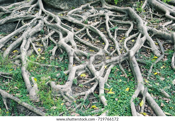 Closeup Big Tree Root Stock Photo 719766172 | Shutterstock
