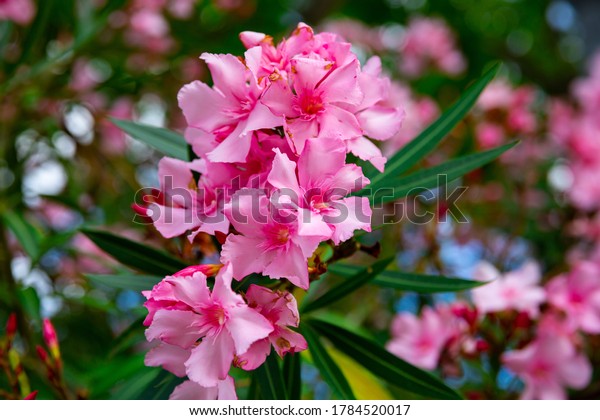 Closeup Blossoming Oleander Fields Spring Stock Photo 1784520017 ...
