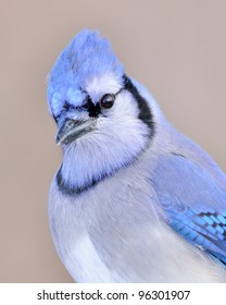 Closeup Blue Jay Head Stock Photo 96301907 | Shutterstock