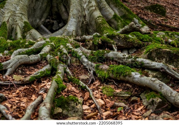 Closeup Branched Root System Beech Tree Stock Photo 2205068395 ...