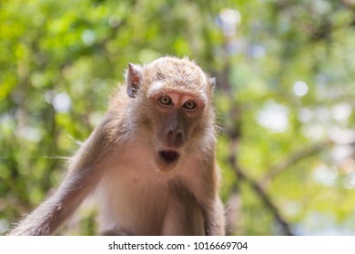 409 Monkey roar Stock Photos, Images & Photography | Shutterstock