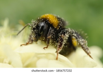 Closeup Bumble Bee Stock Photo 1856757232 | Shutterstock