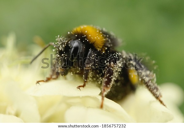 Closeup Bumble Bee Stock Photo 1856757232 | Shutterstock
