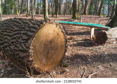 478 Cut wooden trunk side view Images, Stock Photos & Vectors ...