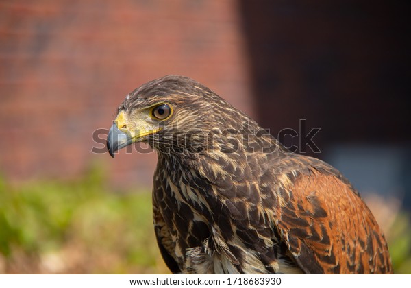 Closeup Buzzard Which Looking Camera Eagle Stock Photo 1718683930 ...