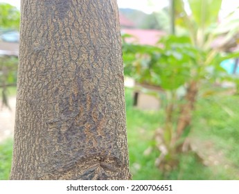Closeup Cherry Fruit Tree Structure Stock Photo 2200706651 | Shutterstock