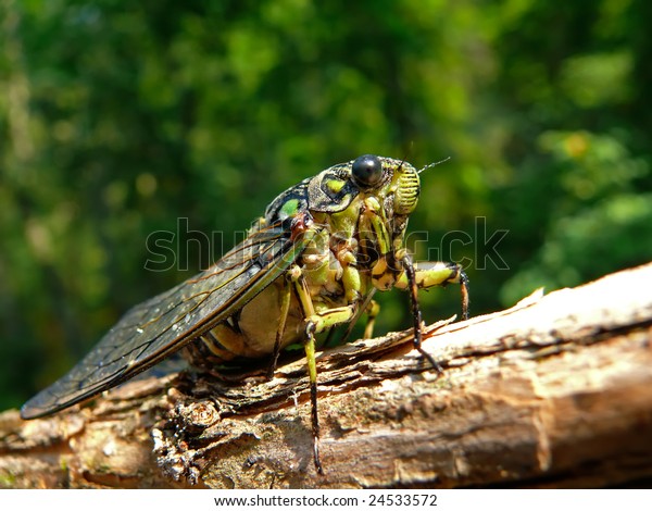 Closeup Cicada Stock Photo 24533572 | Shutterstock