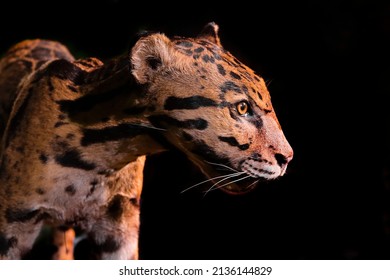Closeup Clouded Leopard Face On Black Stock Photo 2136144829 | Shutterstock