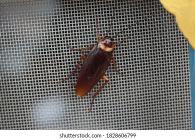Closeup Cockroach Blur Background Stock Photo 1828606799 | Shutterstock