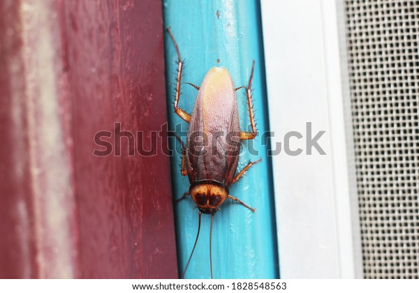 Closeup Cockroach Blur Background Stock Photo 1828548563 | Shutterstock