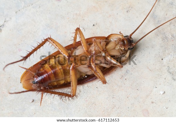 Closeup Cockroach On Background Texture Stock Photo 617112653 ...