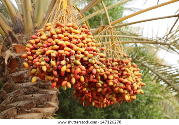Closeup Colourful Dates Clusters Stock Photo (Edit Now) 147126278