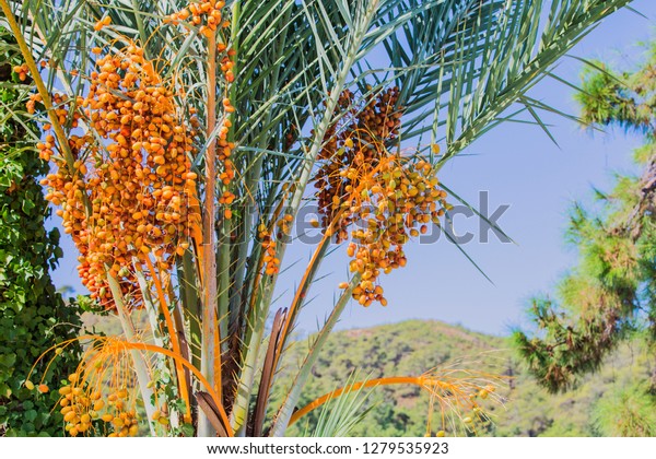 Closeup Colourful Dates Clusters Branches Date Stock Photo 1279535923 ...