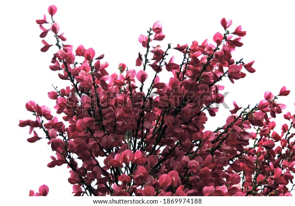 Closeup Common Broom Ruby Flowers Some Stock Photo 1869974188 ...