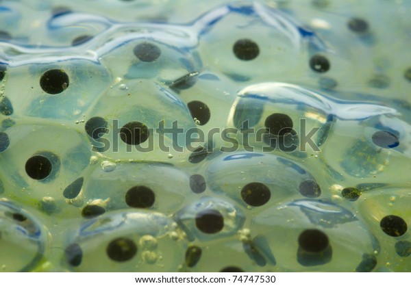 Closeup Common Frogspawn Pond Stock Photo (Edit Now) 74747530