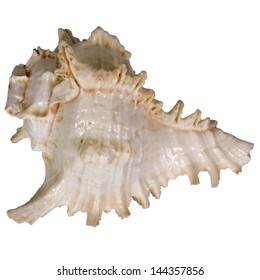 Closeup Conch Shell Stock Photo 144357856 | Shutterstock