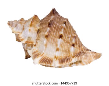 Closeup Conch Shell Stock Photo 144357913 | Shutterstock