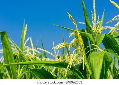 Closeup Corn Flower Stock Photo 248962333 | Shutterstock