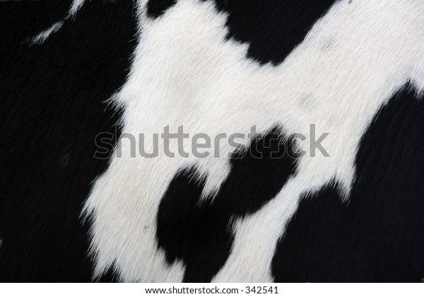 Closeup Cow Hide Stock Photo (Edit Now) 342541