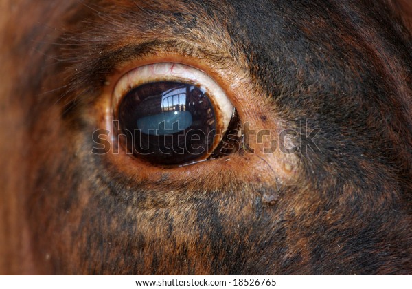 Closeup Cows Eye Stock Photo (Edit Now) 18526765