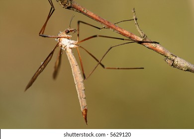 Closeup Cranefly Tipula Maxima Stock Photo (Edit Now) 5629120