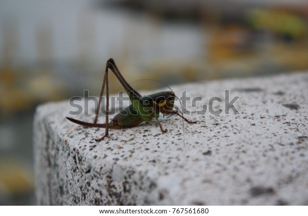 Closeup Cricket Stock Photo 767561680 | Shutterstock