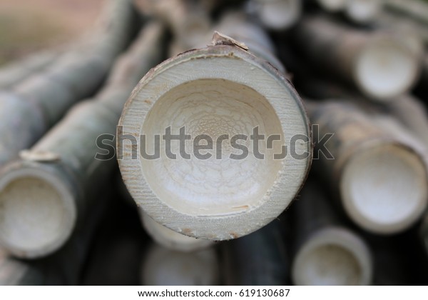 Closeup Cross Section Bamboo Stem Stock Photo 619130687 | Shutterstock