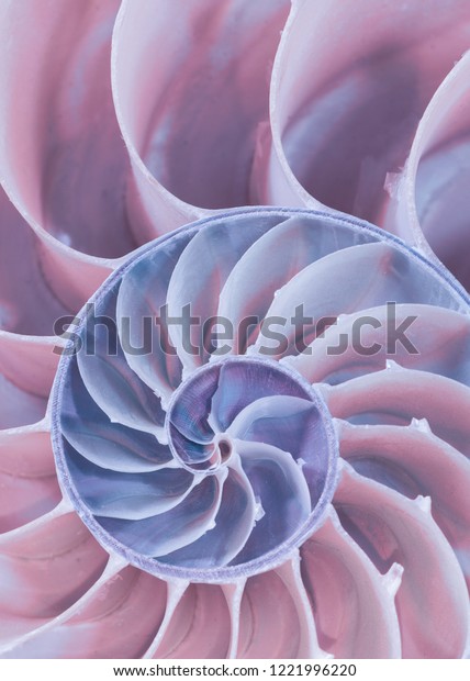 Closeup Cross Section Nautilus Shell Pastel Stock Photo 1221996220 ...