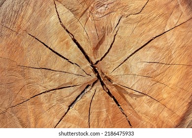 8,242 Bond tree Images, Stock Photos & Vectors | Shutterstock