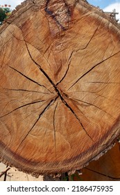 8,242 Bond tree Images, Stock Photos & Vectors | Shutterstock
