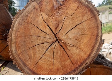 8,242 Bond tree Images, Stock Photos & Vectors | Shutterstock