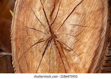 8,242 Bond tree Images, Stock Photos & Vectors | Shutterstock