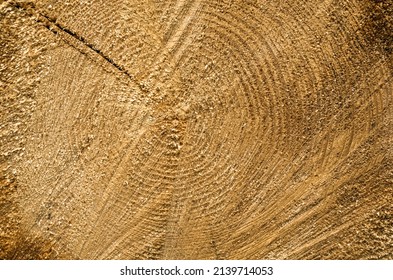 1,826 Cutaway tree Images, Stock Photos & Vectors | Shutterstock