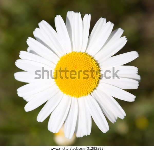 Closeup Daisy Stock Photo (Edit Now) 31282585