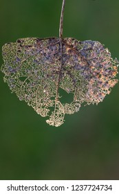 Closeup Decomposed Leaf Stock Photo 1237724734 | Shutterstock