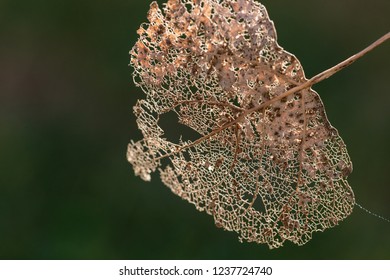 Closeup Decomposed Leaf Stock Photo 1237724740 | Shutterstock