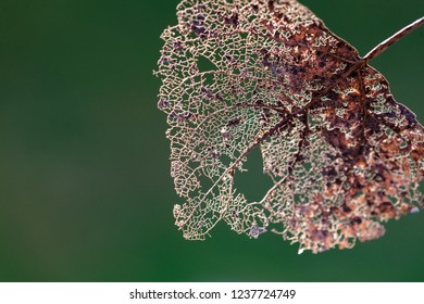 Closeup Decomposed Leaf Stock Photo 1237724749 | Shutterstock