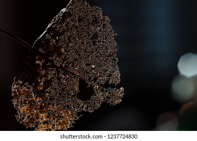 Closeup Decomposed Leaf Stock Photo 1237724830 | Shutterstock
