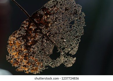 Closeup Decomposed Leaf Stock Photo 1237724830 | Shutterstock