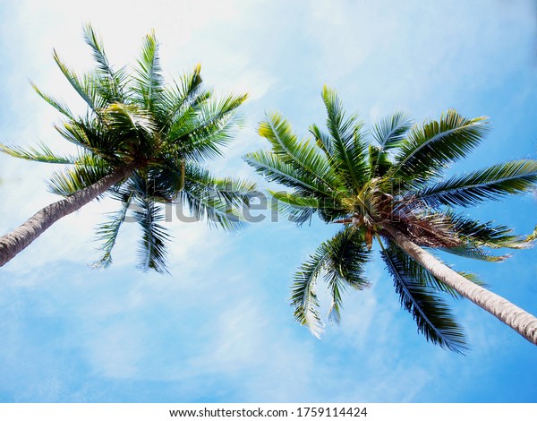 Closeup Double Coconut Trees Bottom View Stock Photo 1759114424 ...