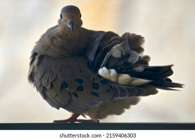 12,700 Bird looking back Images, Stock Photos & Vectors | Shutterstock