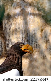 1,972 Eagle claw close up Images, Stock Photos & Vectors | Shutterstock
